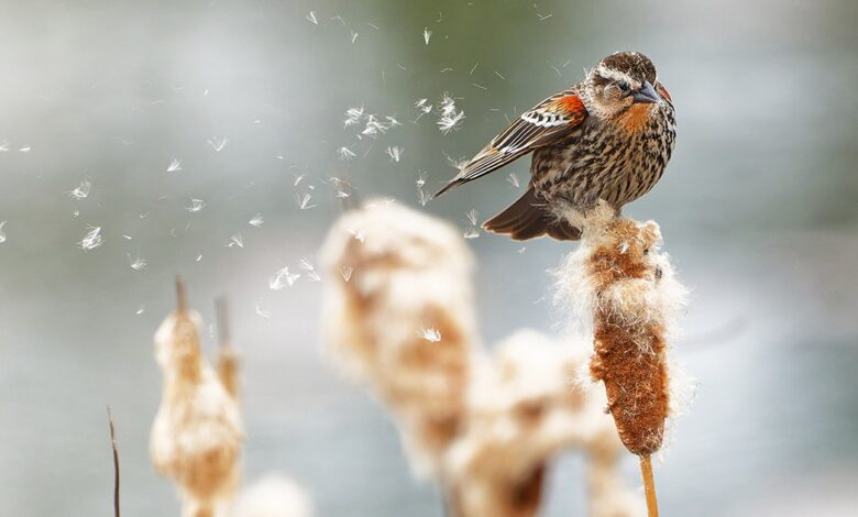 Audubon’s Women in Conservation Luncheon Honors Susanne Durst, Kathleen ...